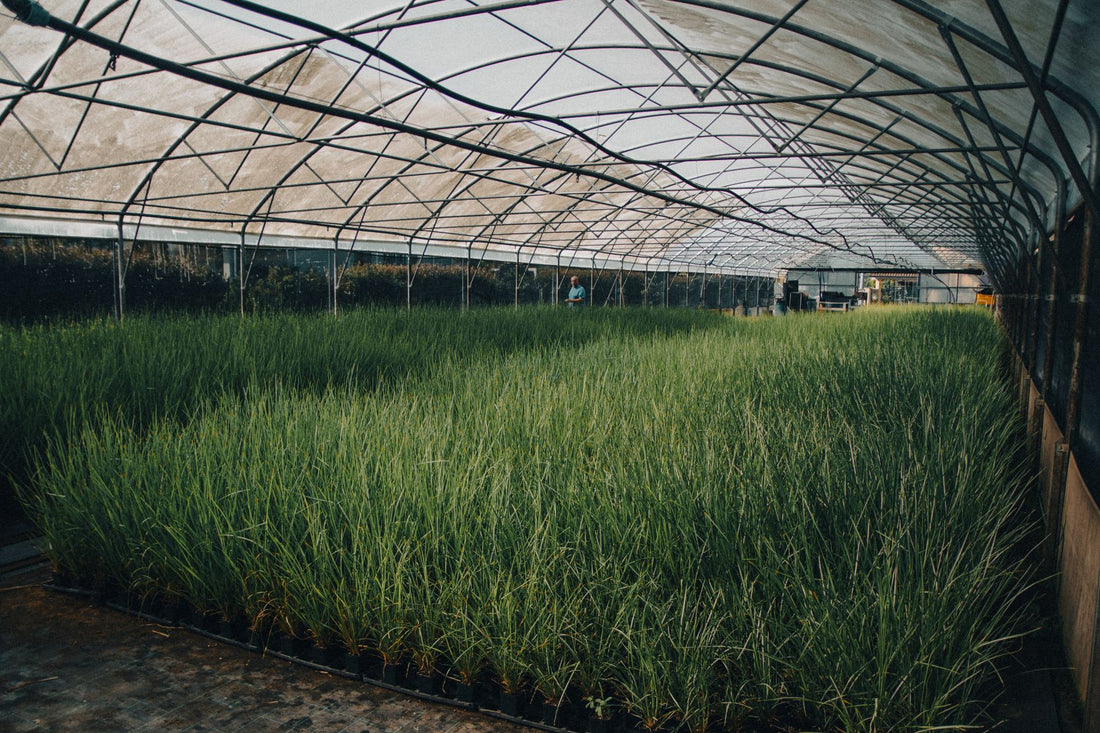 Vetiver Essential Oil from Tuscany – Narici Milano